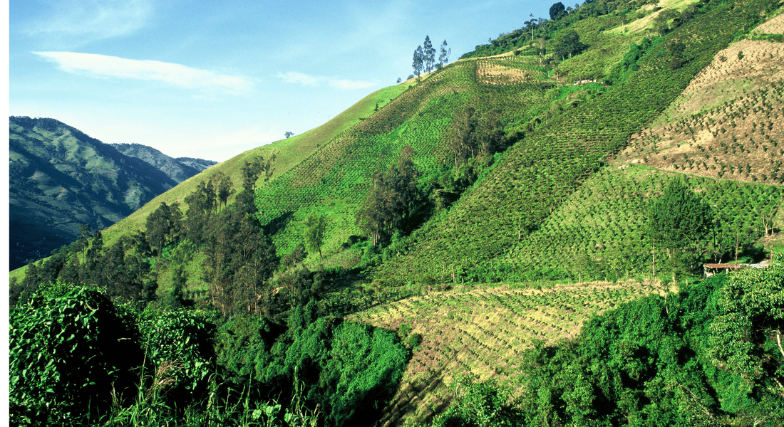 Blog | The Volcanic Advantage: Why This Soil Type Is Every Farmer's Dream