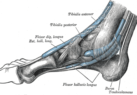Blog | Tendinopatía del tibial posterior